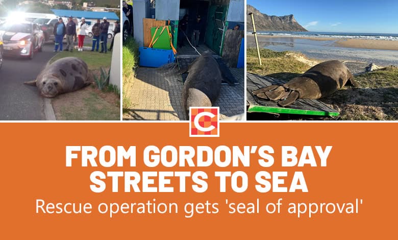 Watch: Seal’s safe return after nearly 9-hour rescue operation - LNN ...