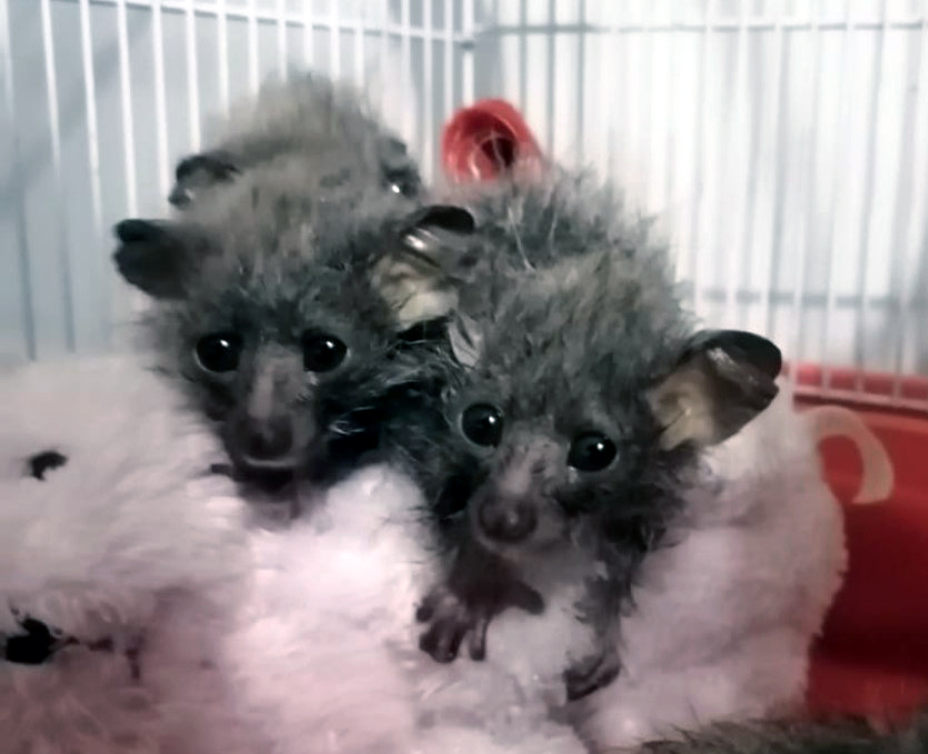 Orphaned bush babies rescued | North Coast Courier