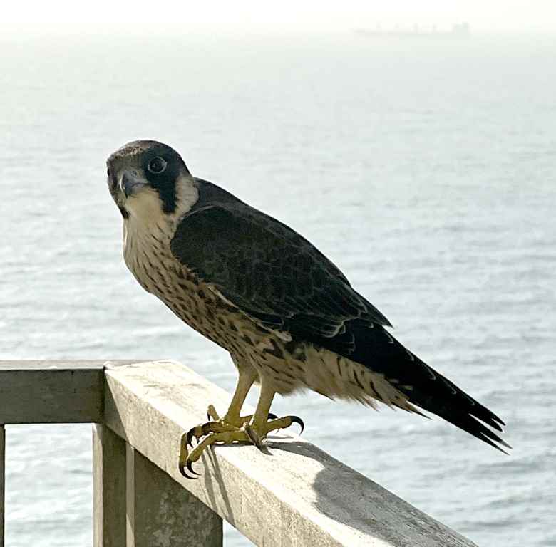 World's fastest falcon swoops in to Umdloti | North Coast Courier