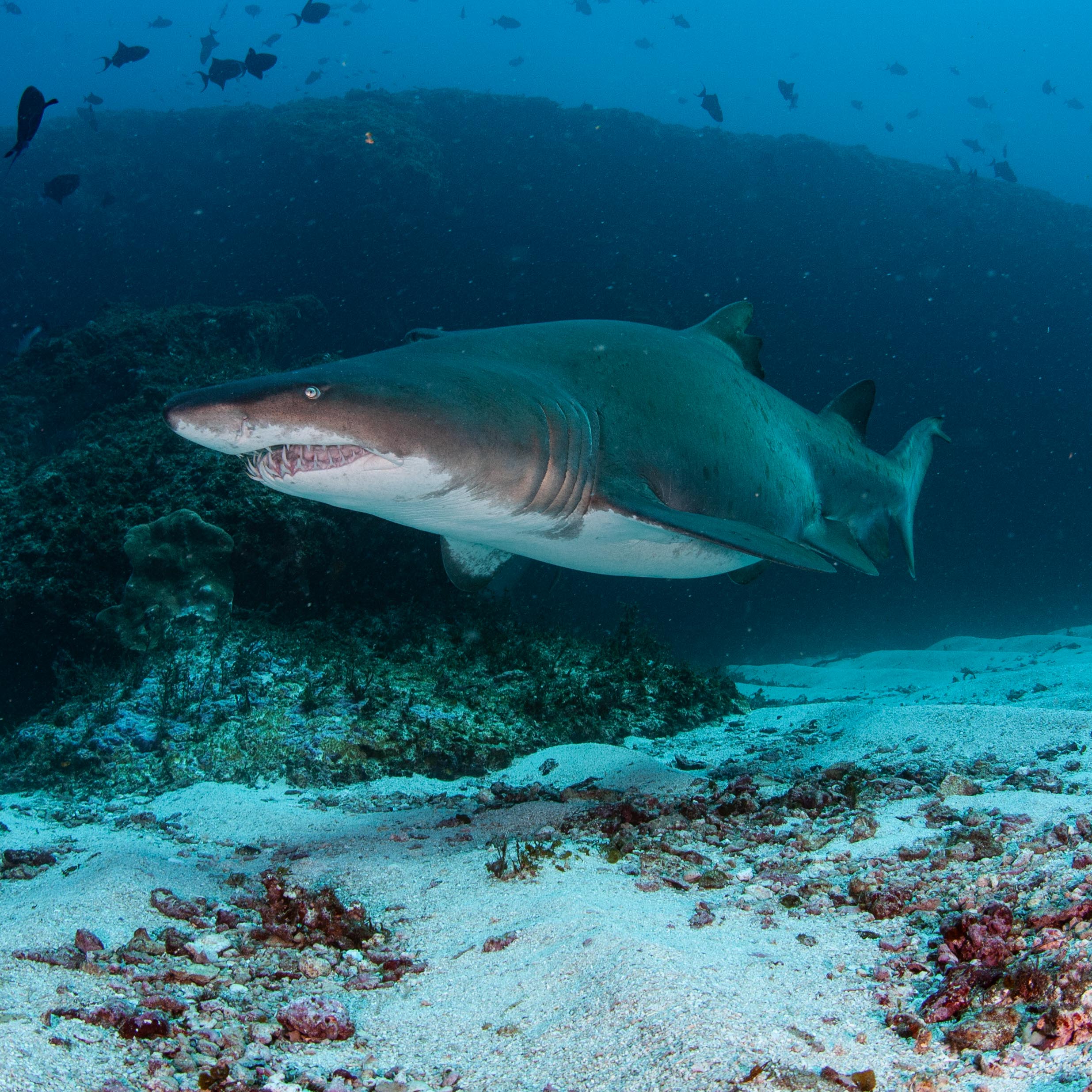 Ragged tooth sharks friend not foe, says Umdloti shark expert | North ...