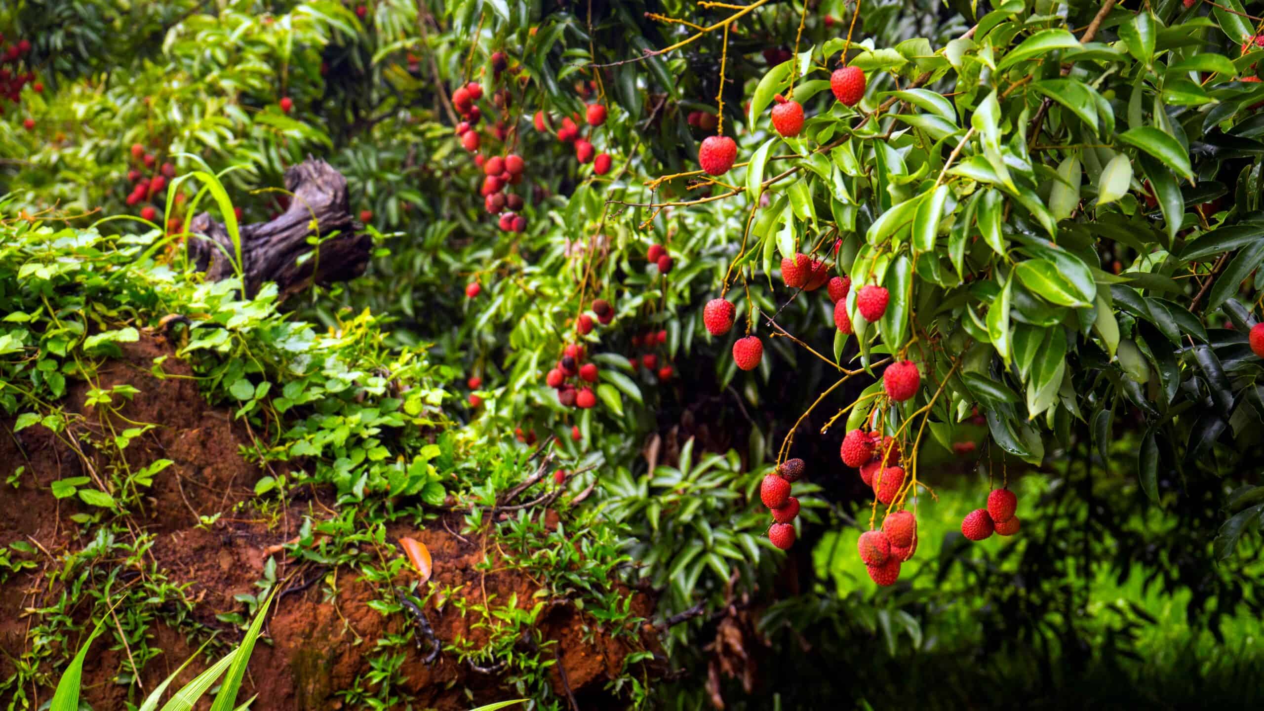 Celebrate summer at litchi festivals on the North Coast | North Coast ...