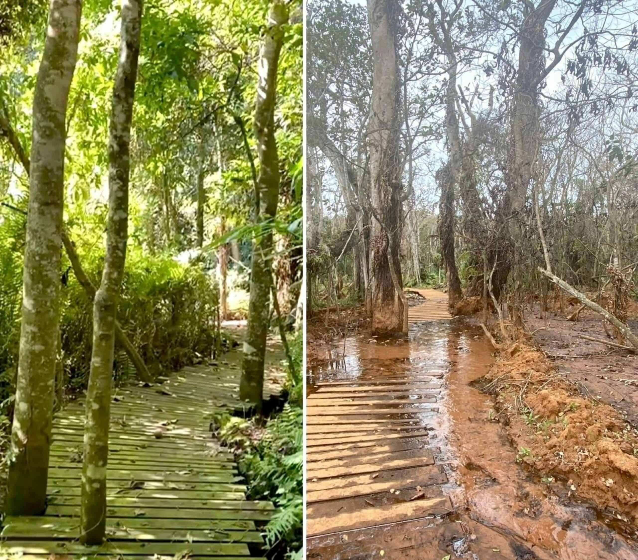 Investigation launched into damage to protected Swamp Fig Forest in ...