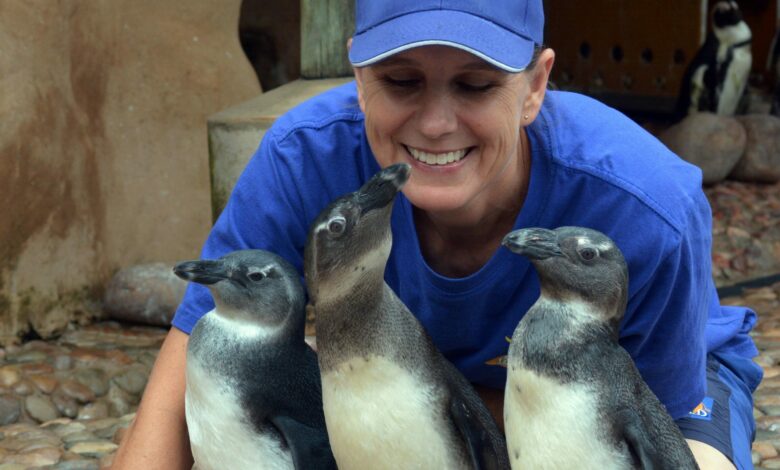 Tips on how to save the penguins | Northglen News