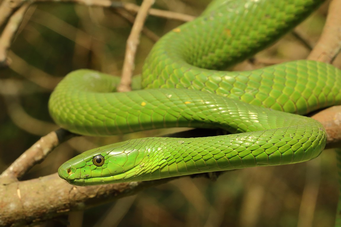 WATCH: Snakes of the 031 – the Green Mamba | Northglen News