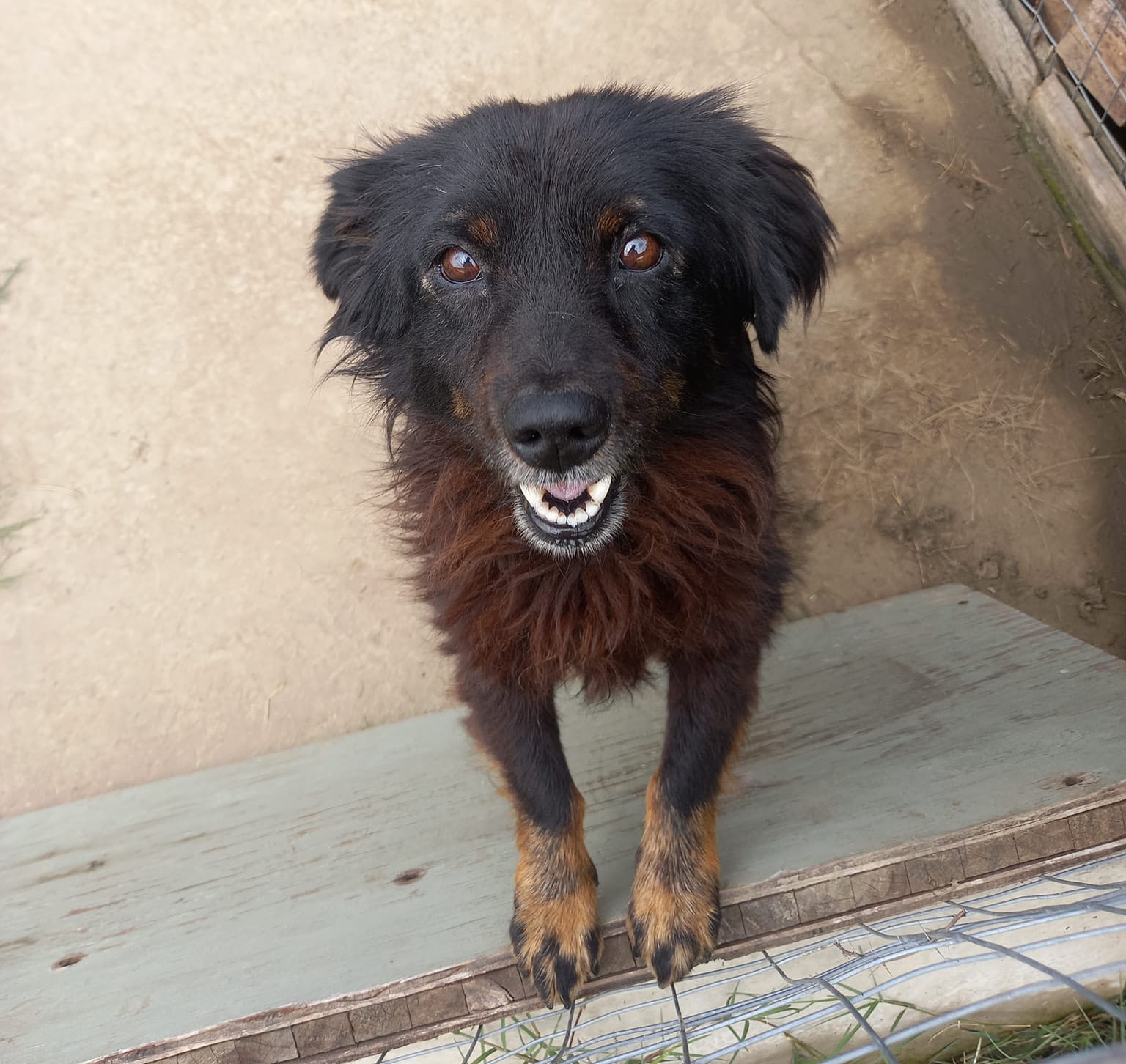 Neglected dog now in need of a loving family | Northern Natal News