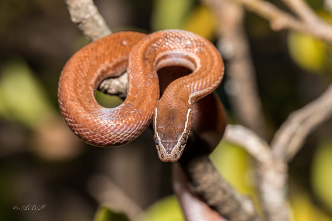 Fun Fact with Angus Burns: Why is there so much snake activity at the ...