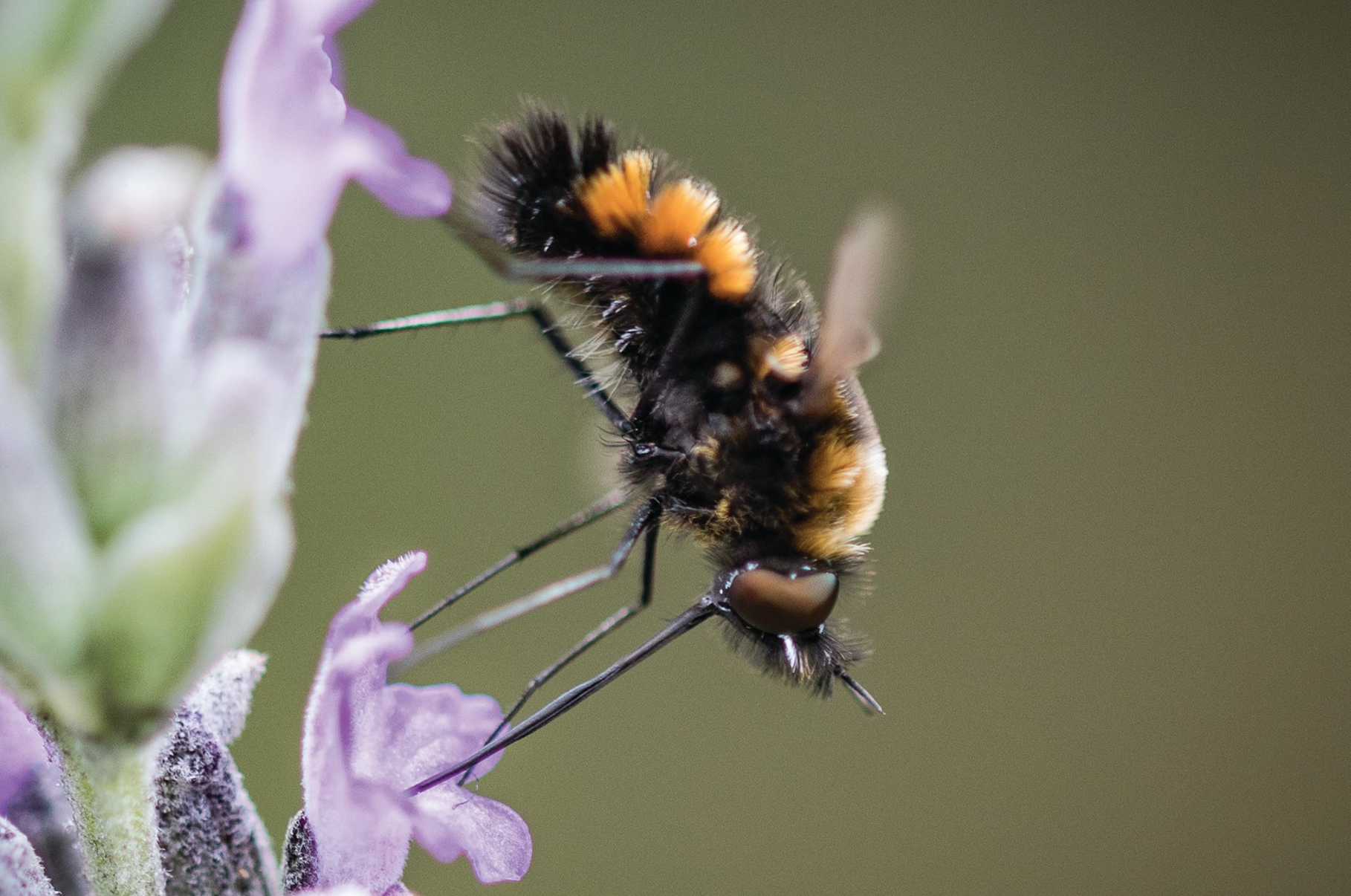 Fun Facts with Angus Burns: An insects critical role in our environment ...