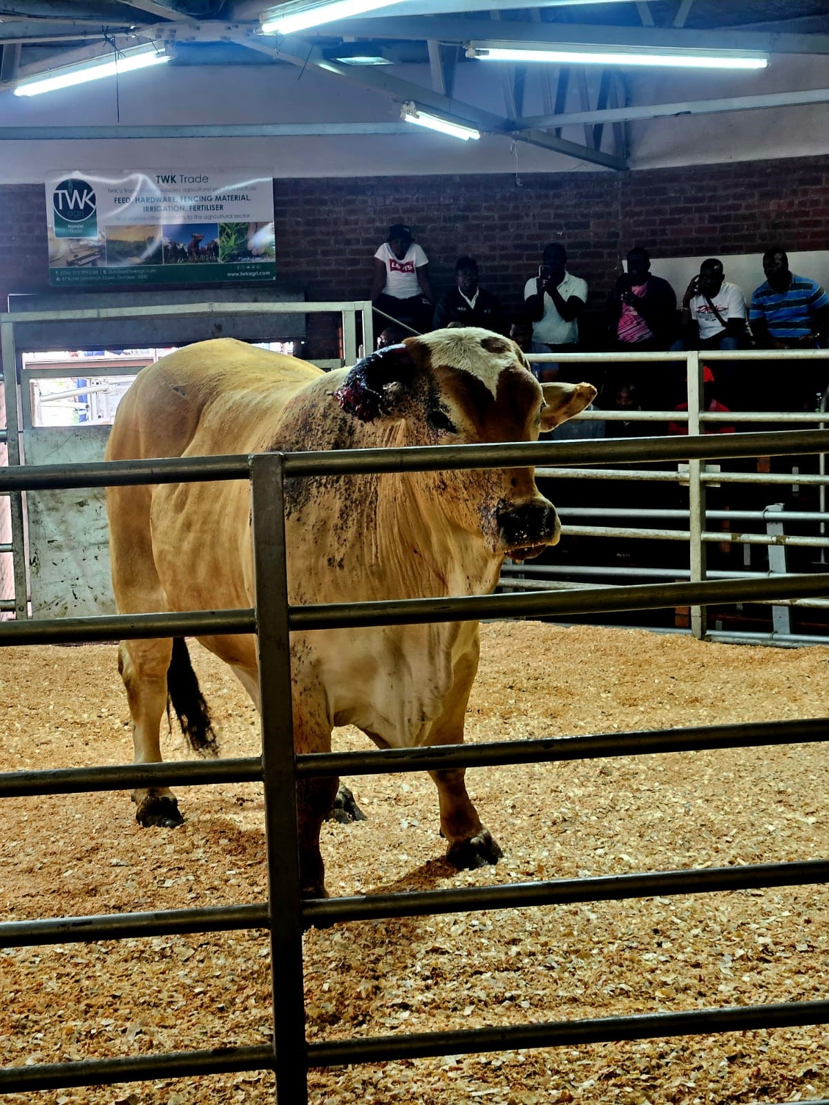 Huge ox breaks a record at Dundee Fat Stock Show and Sale | Northern ...