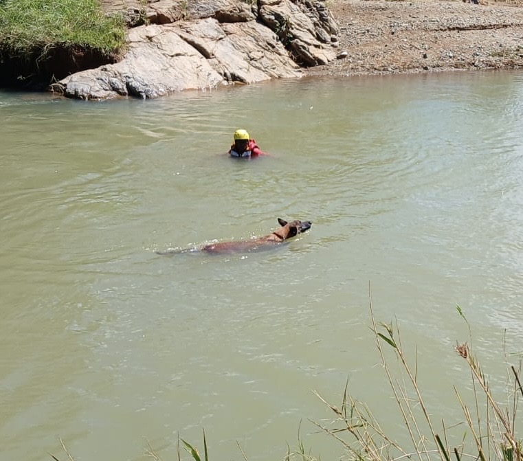 K9 sniffer dog finds body of drowned man | Northern Natal News