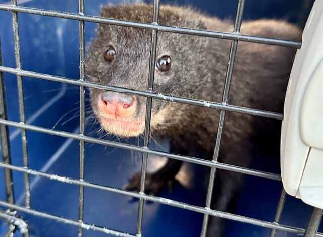 Muishond kom kuier in Potchefstromer se erf | Parys Gazette