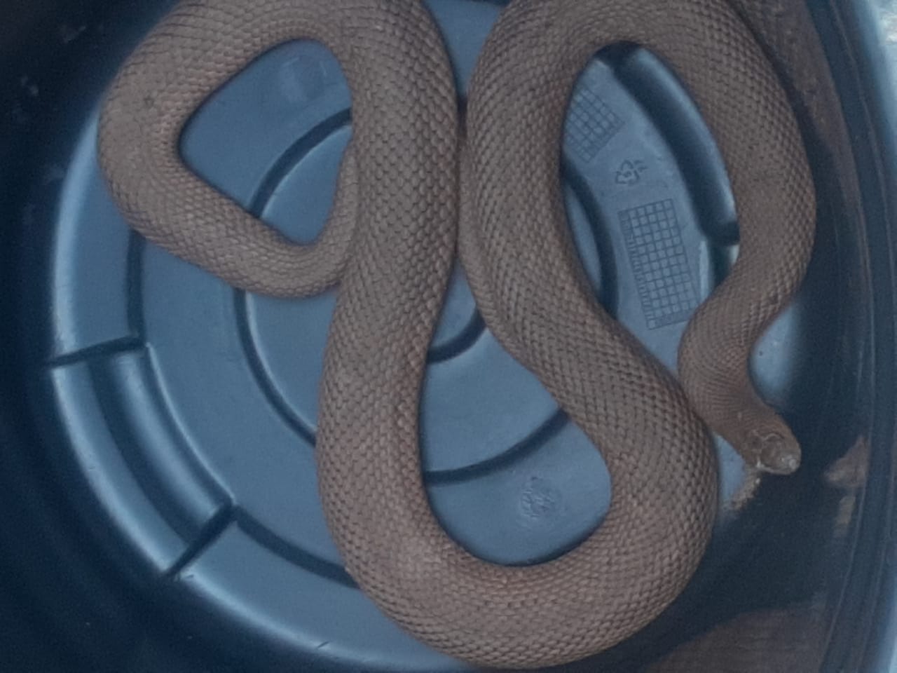 Slange woelig met die baie reën | Parys Gazette