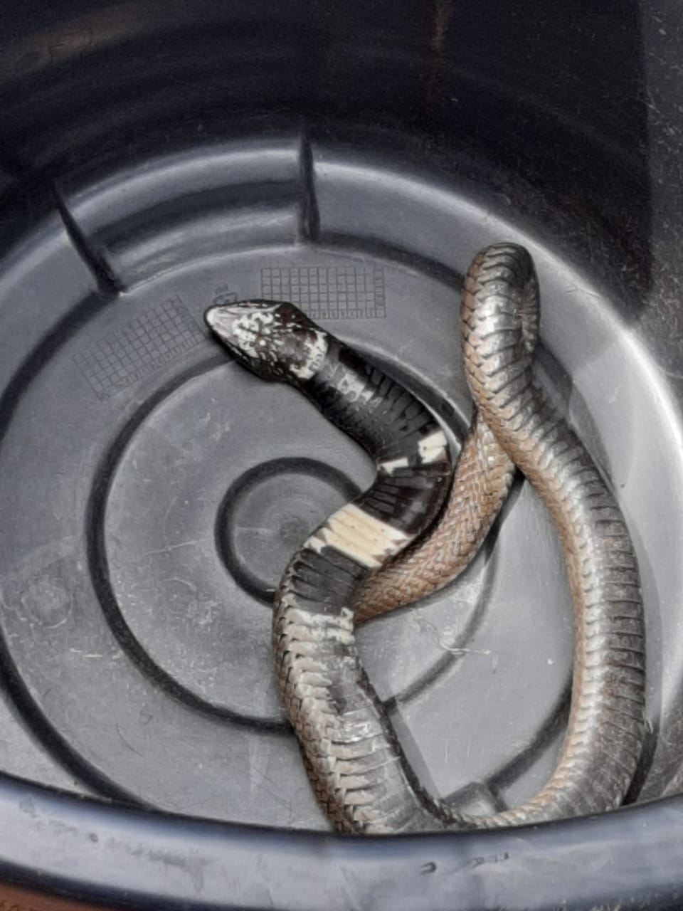 Slange woelig met die baie reën | Parys Gazette