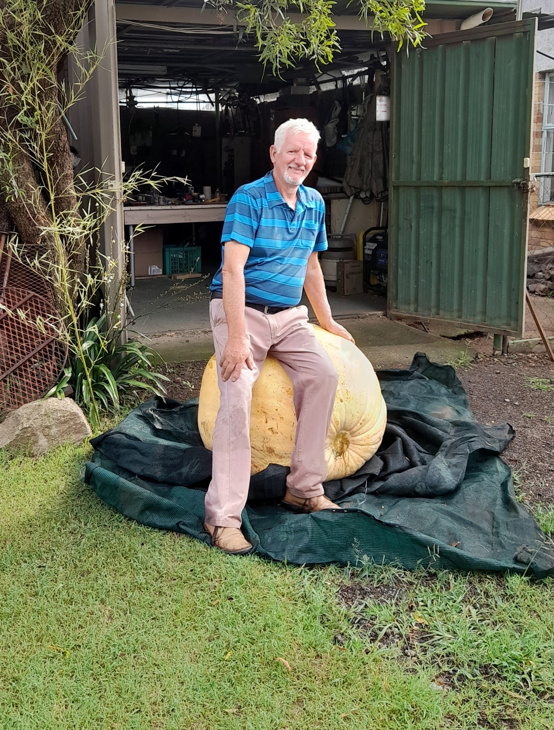 Dié pampoen trek die skaal ver oor die 100kg | Parys Gazette