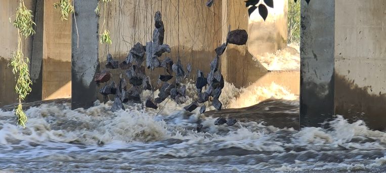 Vaal se klipvis raak toe die water | Parys Gazette