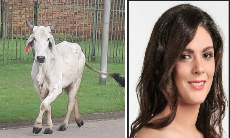 Verdwaalde bees stamp sangeres tot in die hospitaal | Parys Gazette