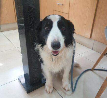 Lojale skaaphond waak by sy baas tot die einde | Parys Gazette