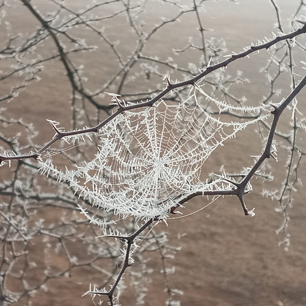 Dis ysig koud | Parys Gazette