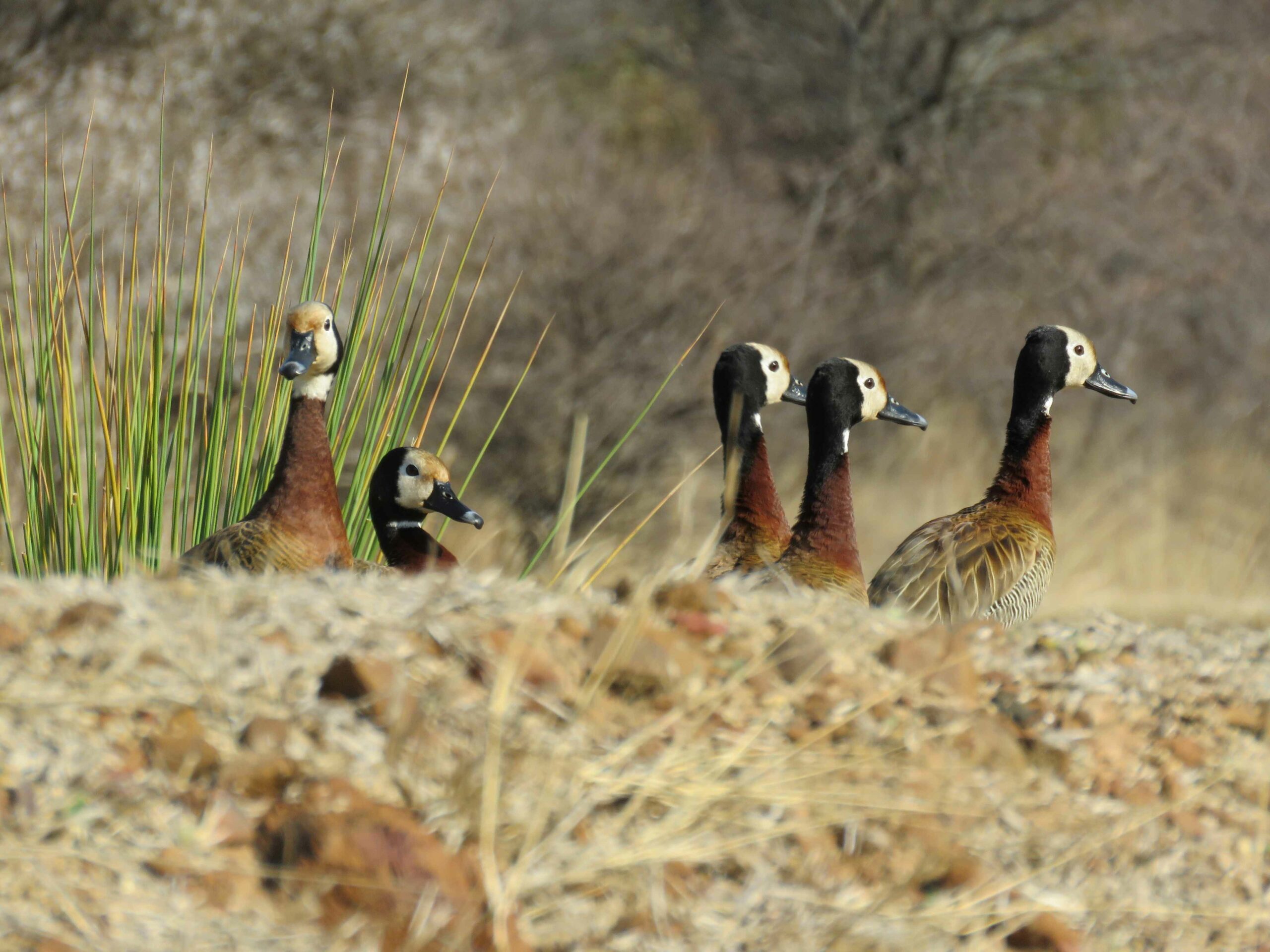 Kom kyk na die voëls van die Kruger | Parys Gazette