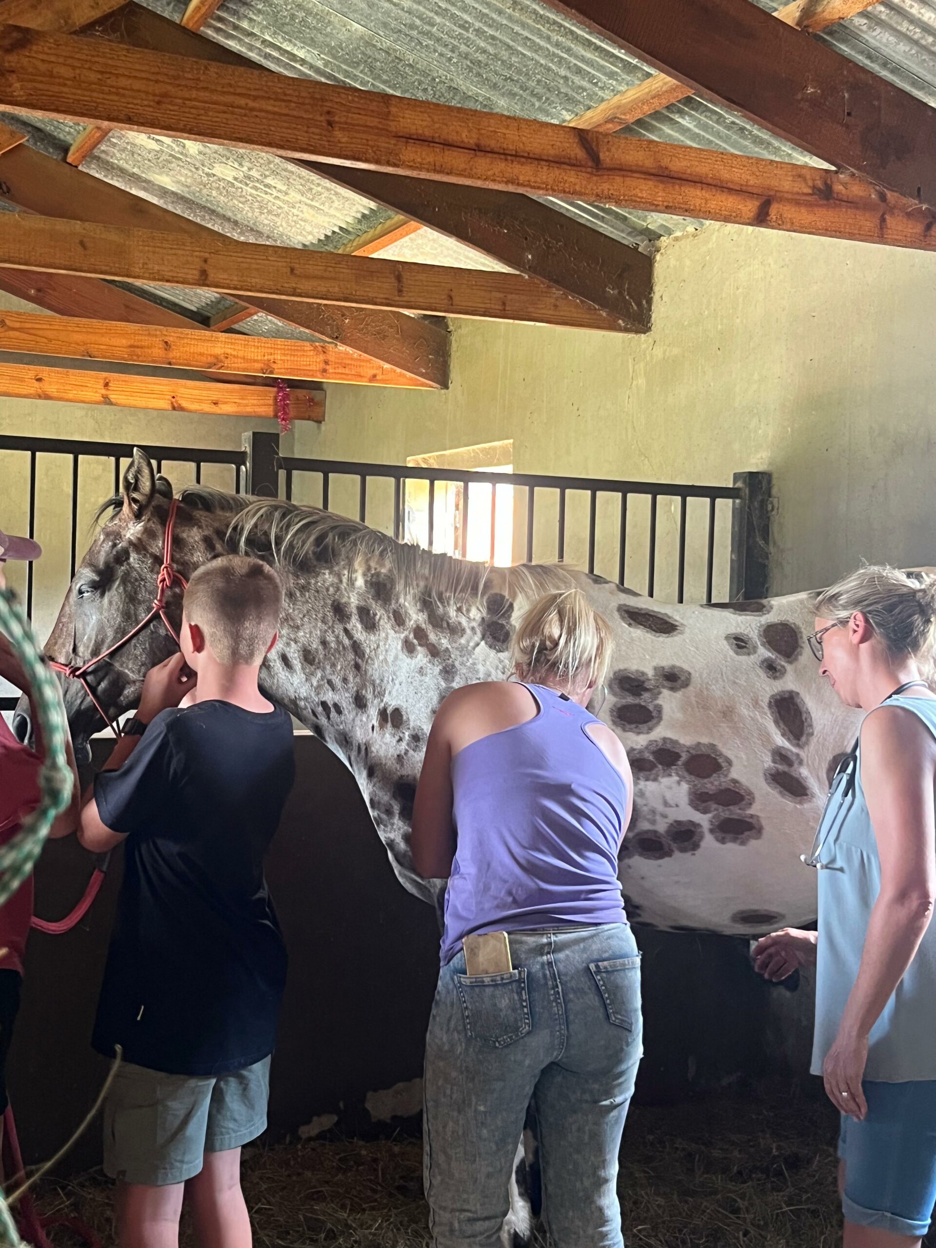 Daar is veel meer te lees in die swaai van n perd se stert | Parys Gazette