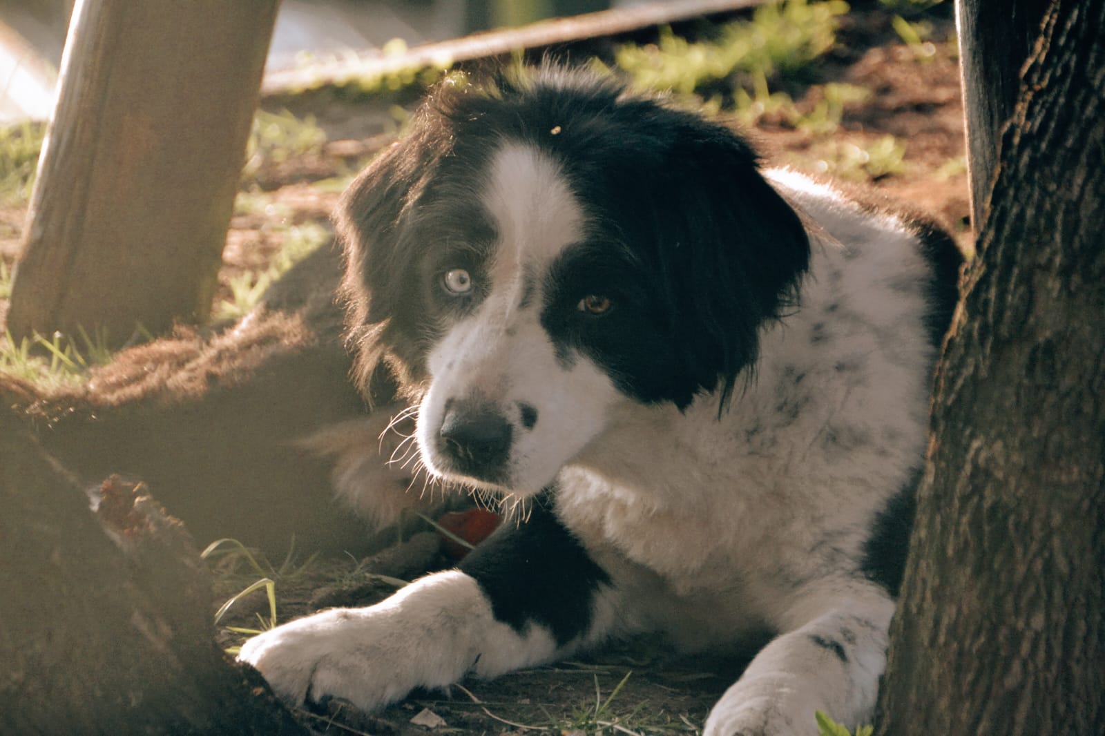 Geliefde skaaphond steeds soek na ongeluk | Parys Gazette