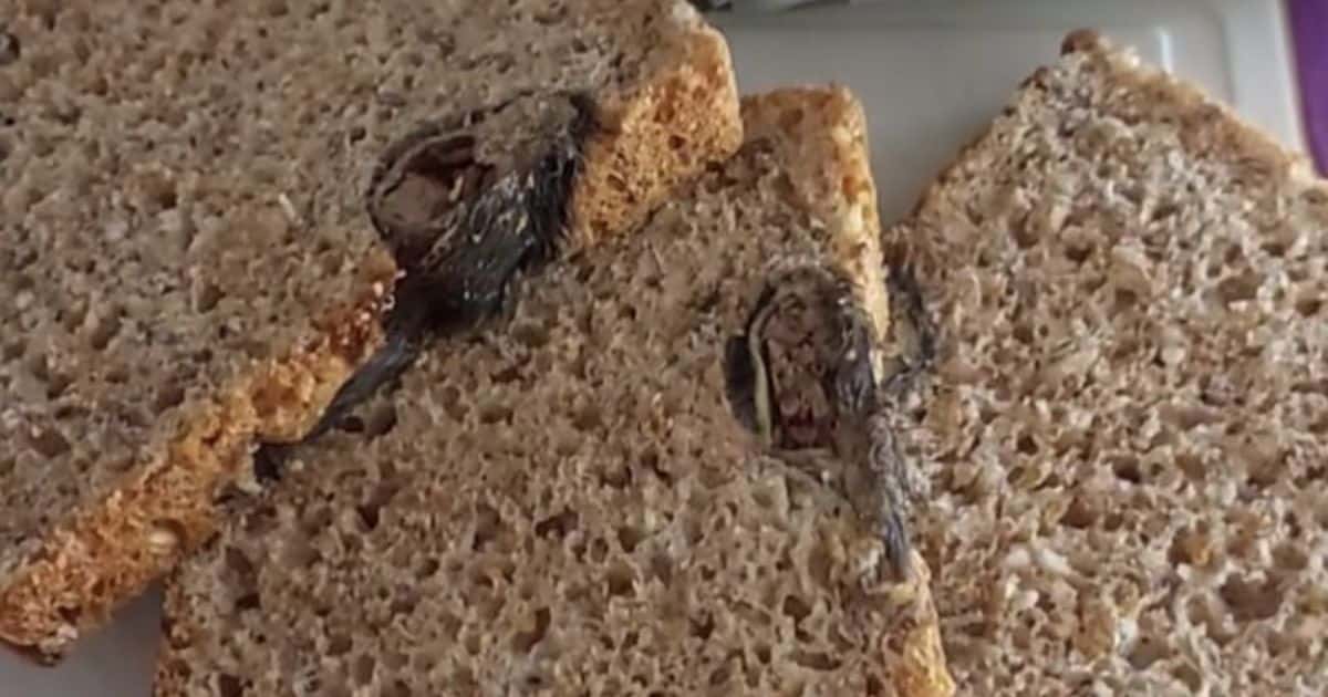 Sasko herroep nie brood na rot in brood ontdek is | Parys Gazette