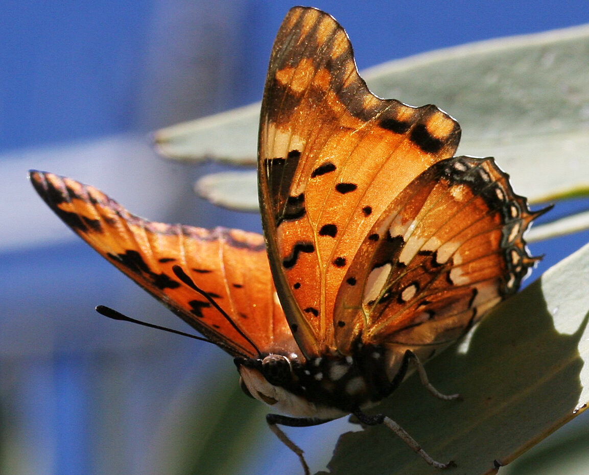 Skoenlappers van die Koepel: Waarom moet ons hulle bewaar? | Parys Gazette