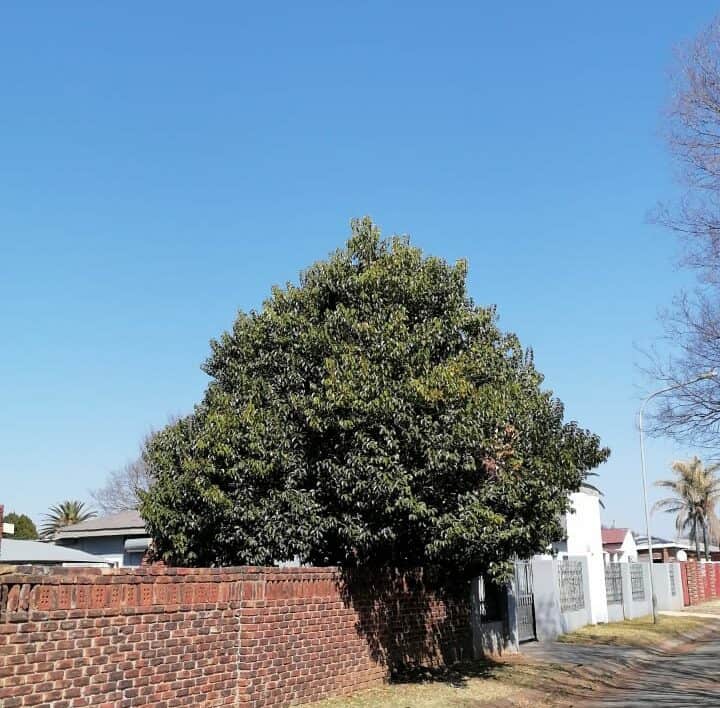 Potchefstroom se lente: 'n Helder dag vol belewenis en skoner weer ...