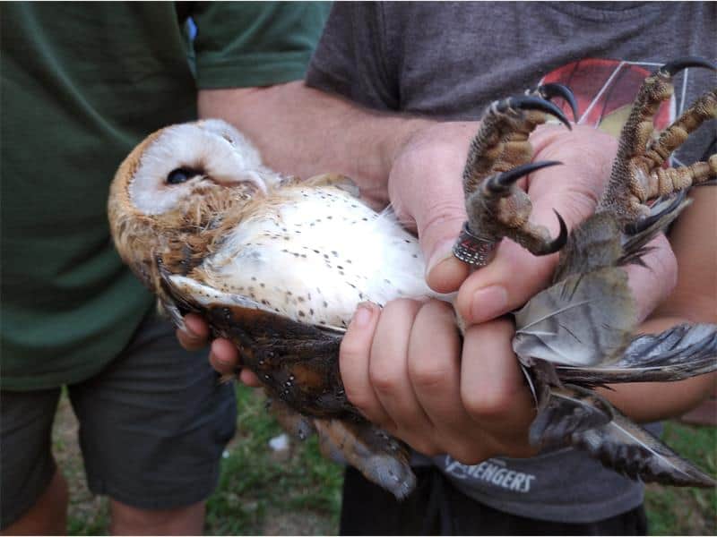 Barn owl rescued, rehabilitated, and released at Jackal Creek ...