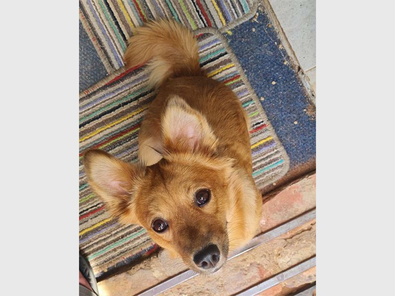 Vlooi needs a new home after owner dies