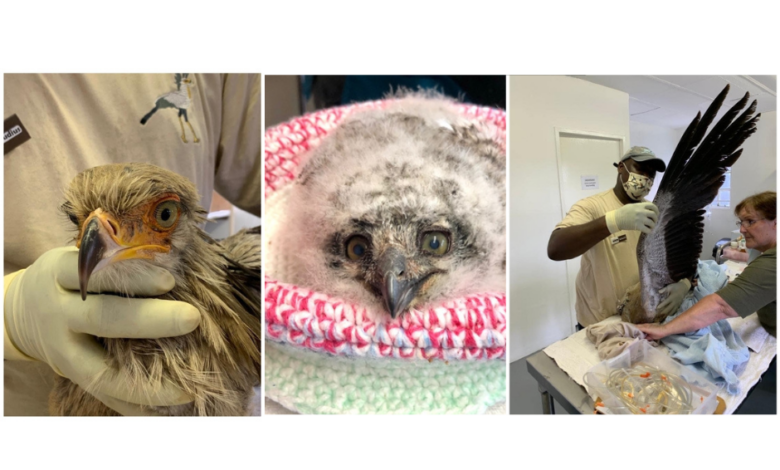 What to do when you find a wild animal in need of help | Rekord