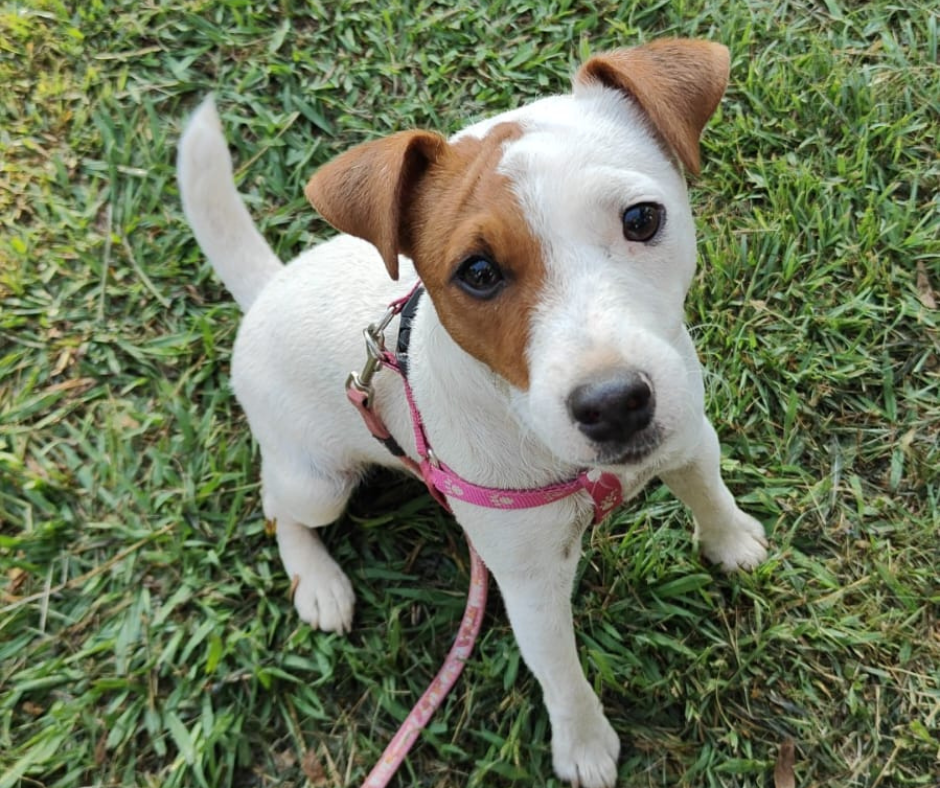 Pretoria West Mother offers R1000 reward for missing Jack Russell | Rekord