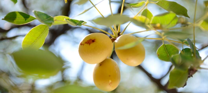 Cash in on marula season - Vhembe mayor | Review