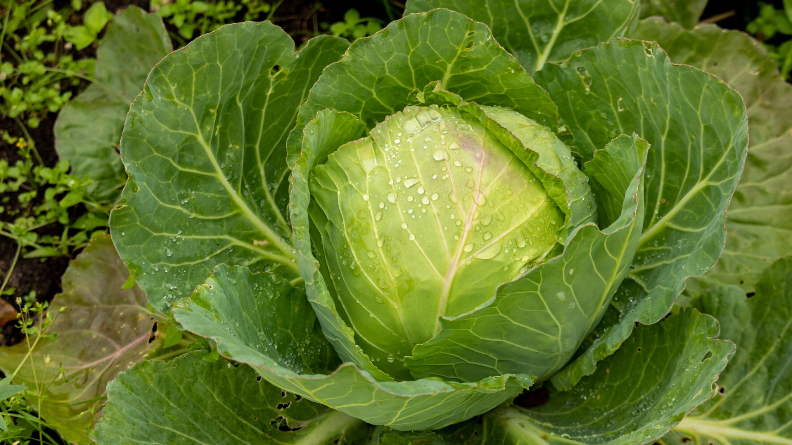 Five tips to planting your own vegetable garden | Ridge Times