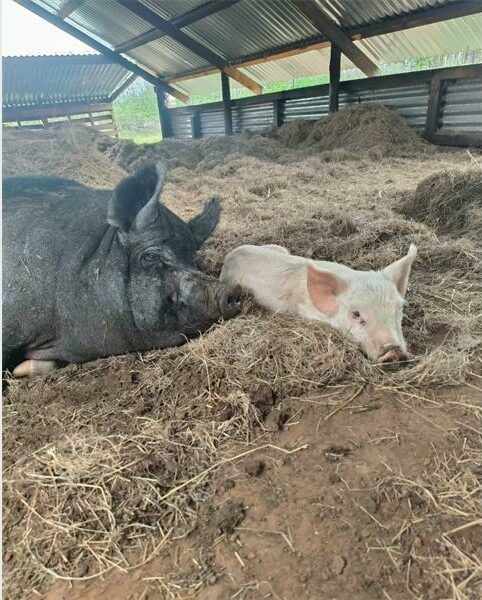 Pigs ’n Paws from Cullinan rescues neglected pigs | Ridge Times