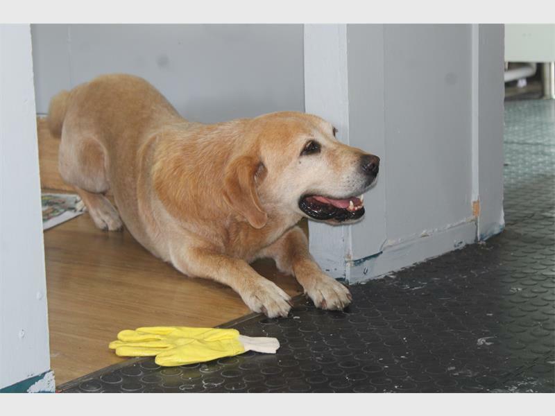 NPO animal shelter at Evander undergoes makeover | Ridge Times