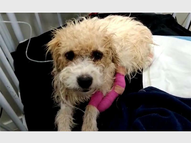 Klein steekhaar van Bapsfontein oorleef slangbyt | Ridge Times