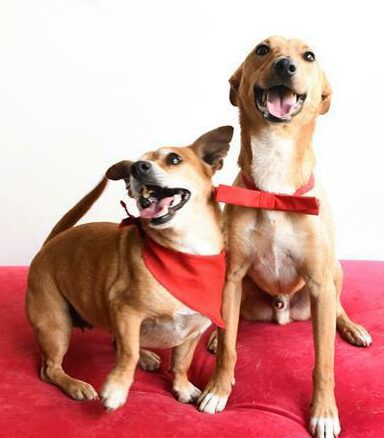 Adopt a dog at Woodrock | Rosebank Killarney Gazette