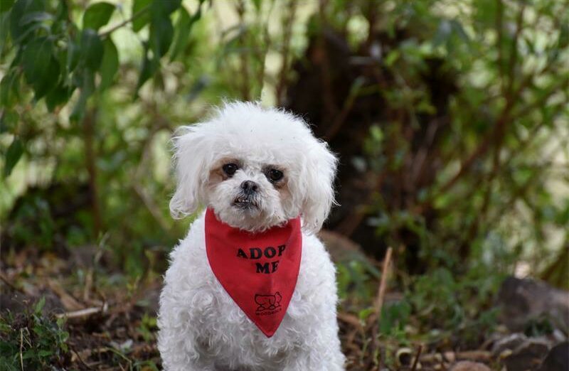 Give a four-legged friend a home | Rosebank Killarney Gazette