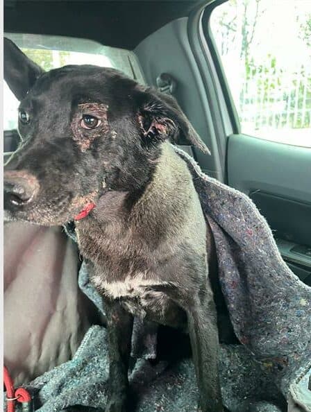Animal welfare steps in to save Ali the dog from her torturer in ...