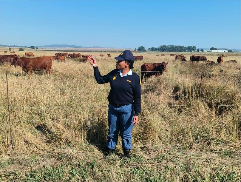 Stock theft awareness | Sedibeng Ster