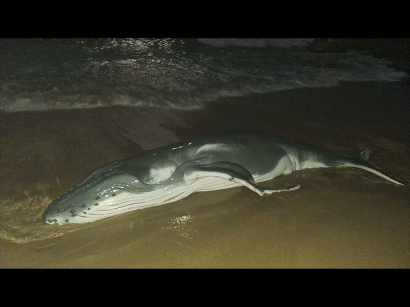 Sad end for whale calf | South Coast Herald
