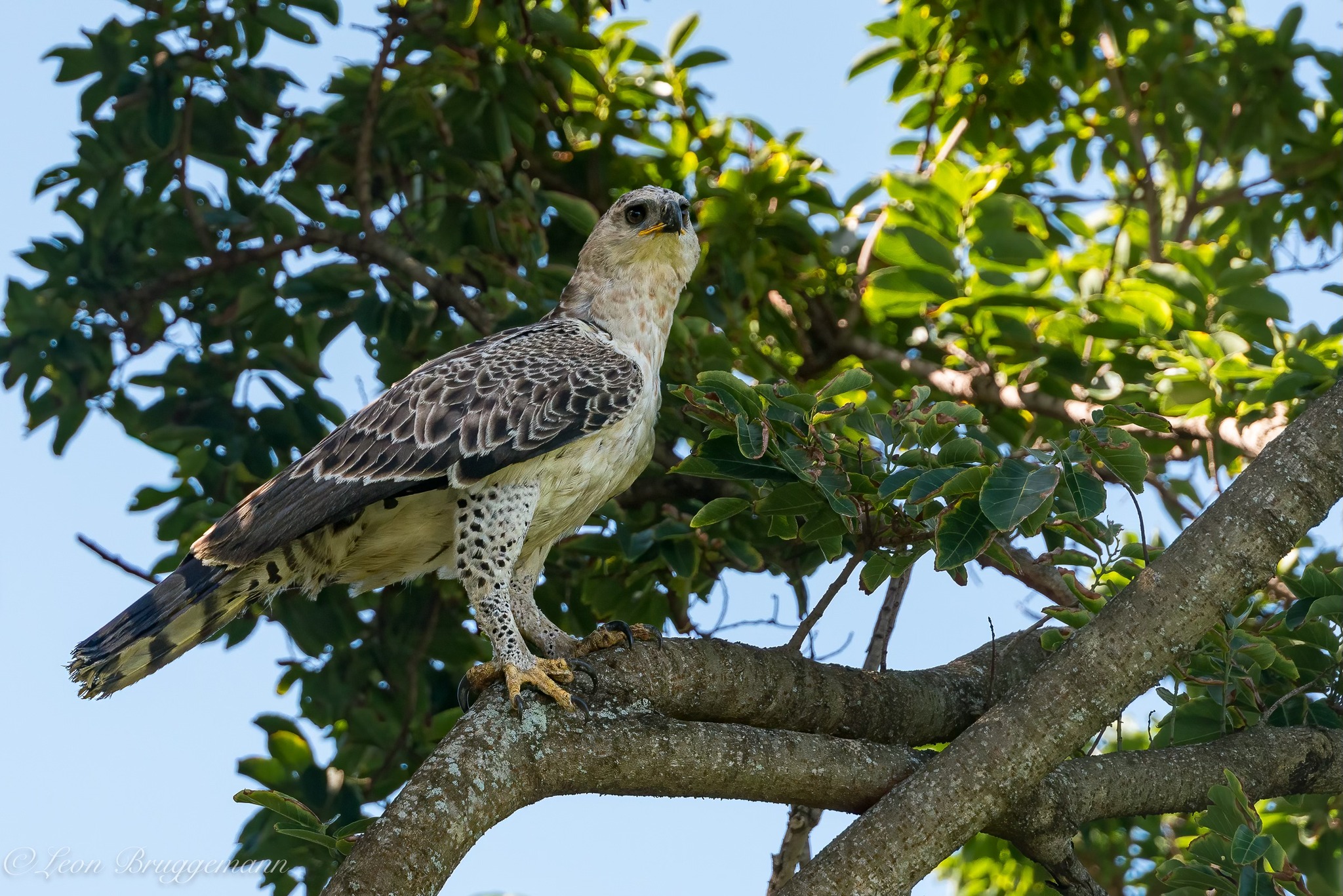 Crowned eagle survives lightning strike | South Coast Herald