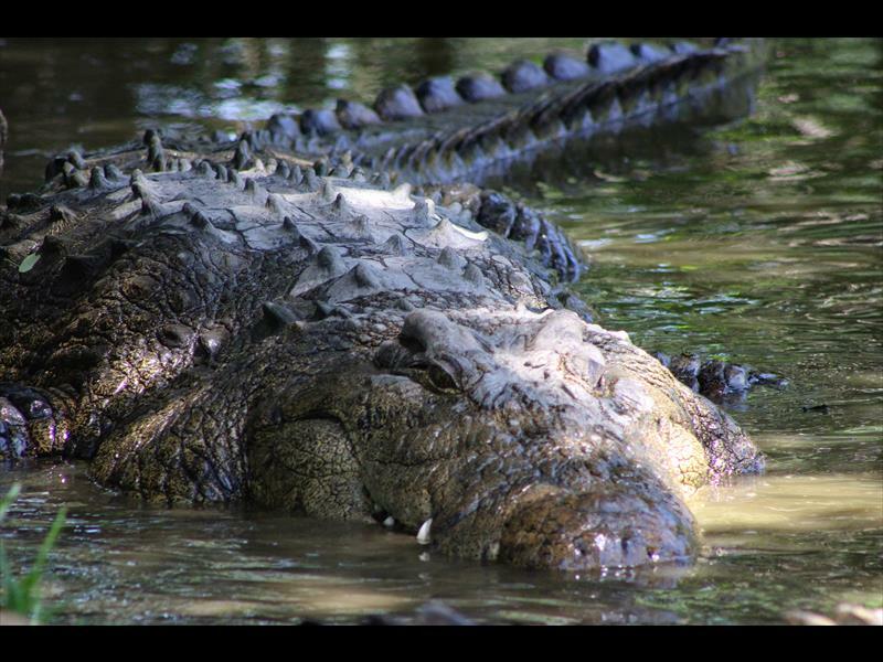 Celebrity croc Henry turns 123 | South Coast Herald