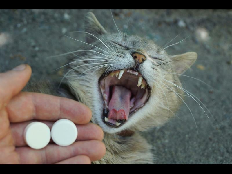 Wouter se Watergat: Hoe om jou kat 'n pilletjie te voer | South Coast ...