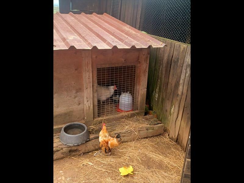 BRONWYN TANNER: Tuning In - Chicken rescued off Umkomaas beach | South ...