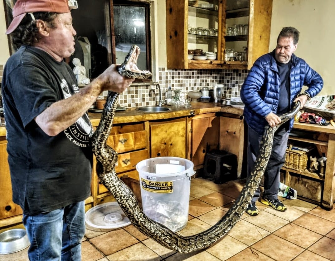 Midnight rescue for massive python | South Coast Herald