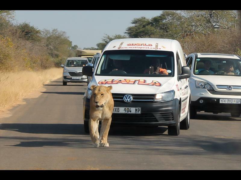 Gaan stropery die einde van Kruger beteken? | South Coast Herald