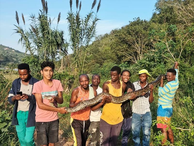 Teen snake catcher rescues huge python in Umkomaas | South Coast Herald