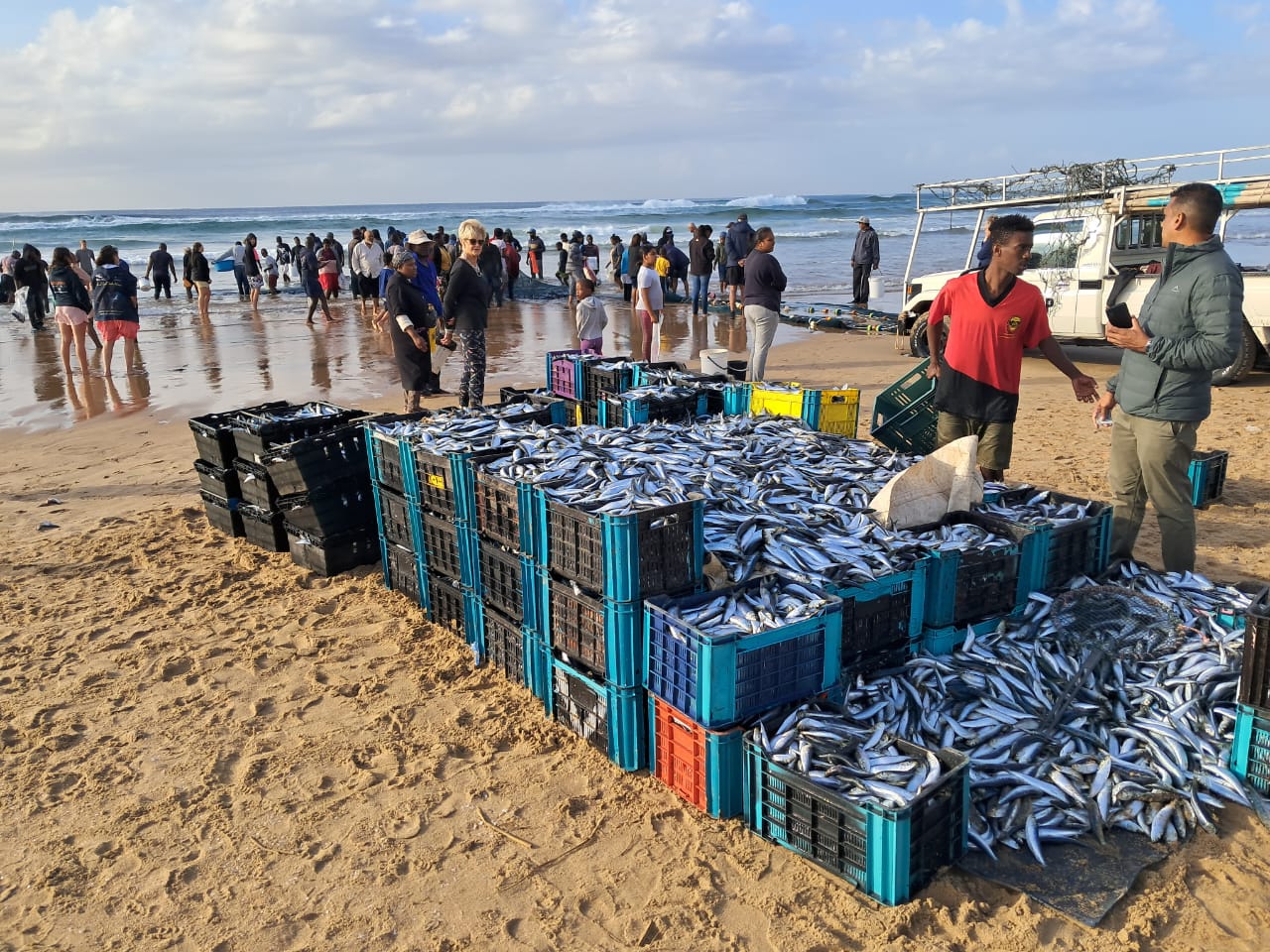 SARDINE RUN 2024: More netting in Umkomaas | South Coast Herald