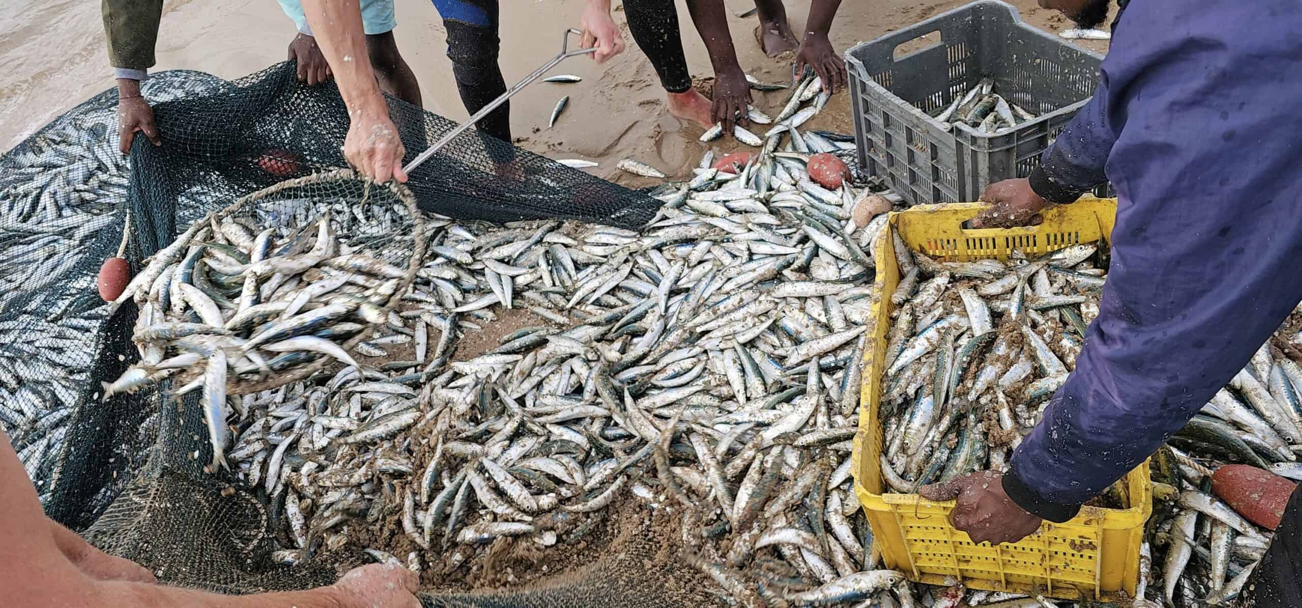 Successful sardine netting despite wet weather | South Coast Herald